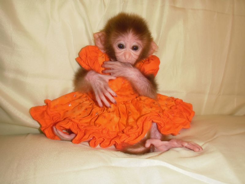 a tiny monkey wearing tiny clothes : r/pics