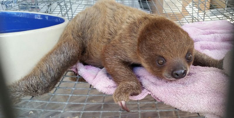 Primate Store - primate diets, monkey treats, and enrichment toys