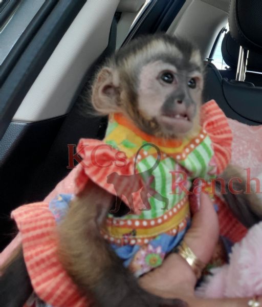 Pet Monkeys For Sale - Primates For Sales