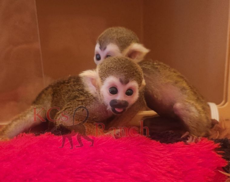 Pet Monkeys For Sale - Primates For Sales