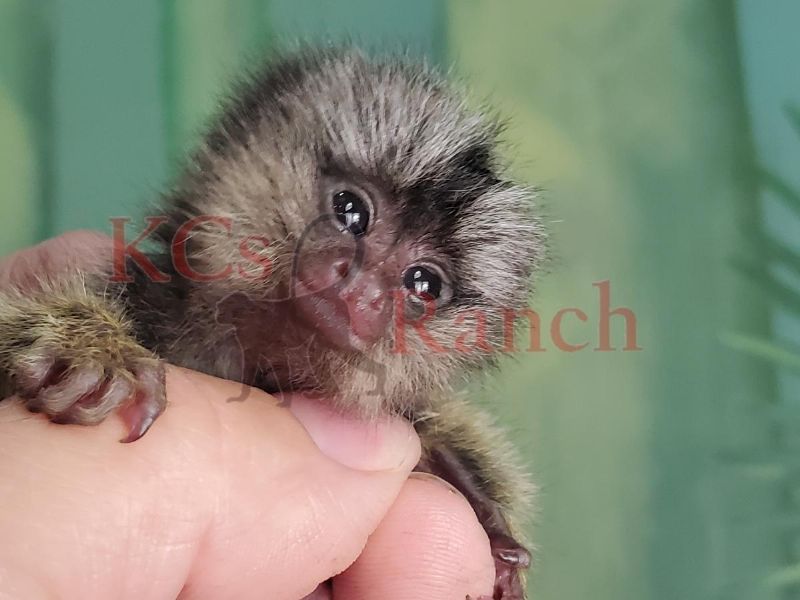 Pet Monkeys For Sale - Primates For Sales