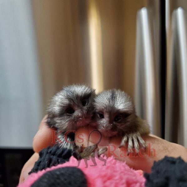 Pet Monkeys For Sale - Primates For Sales