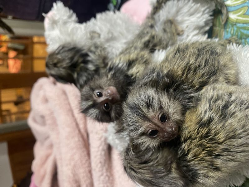 Pet Monkeys For Sale - Primates For Sales