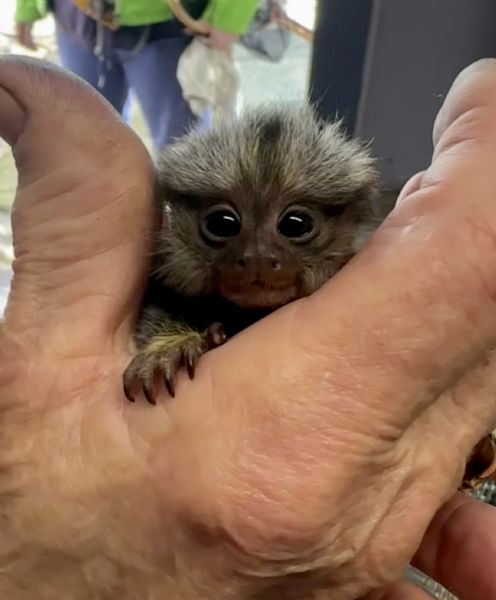 Pet Monkeys For Sale - Primates For Sales