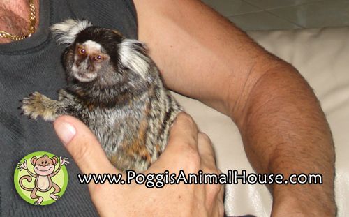 Primate Store - primate diets, monkey treats, and enrichment toys