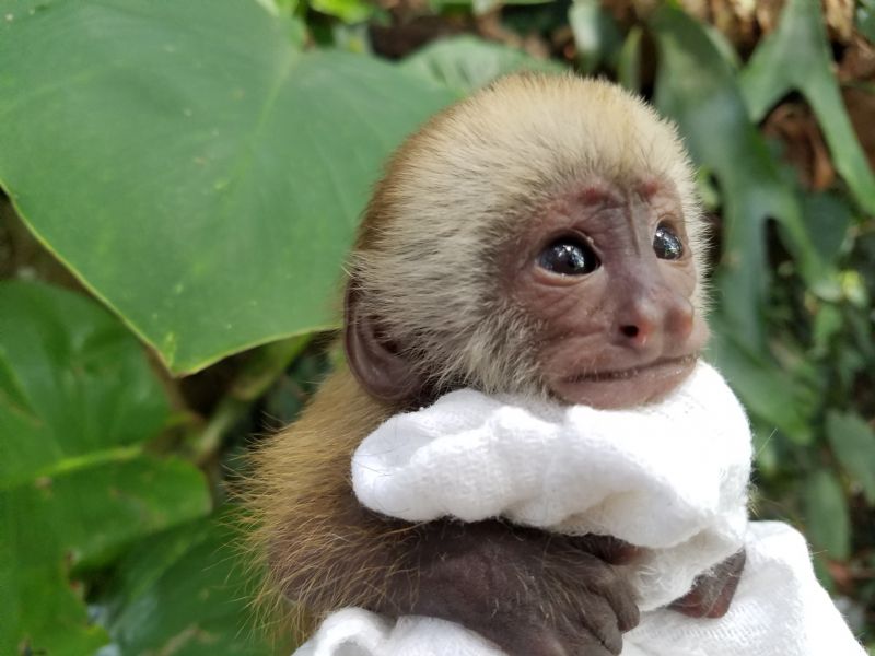 Primate Store - Monkeys for sale