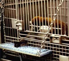 Primate Store - Primate Foraging Units